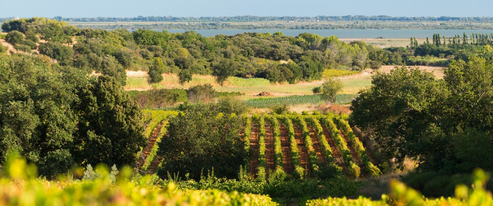 Gallician La Cave - Vin du Languedoc - Vente en ligne - Gallician