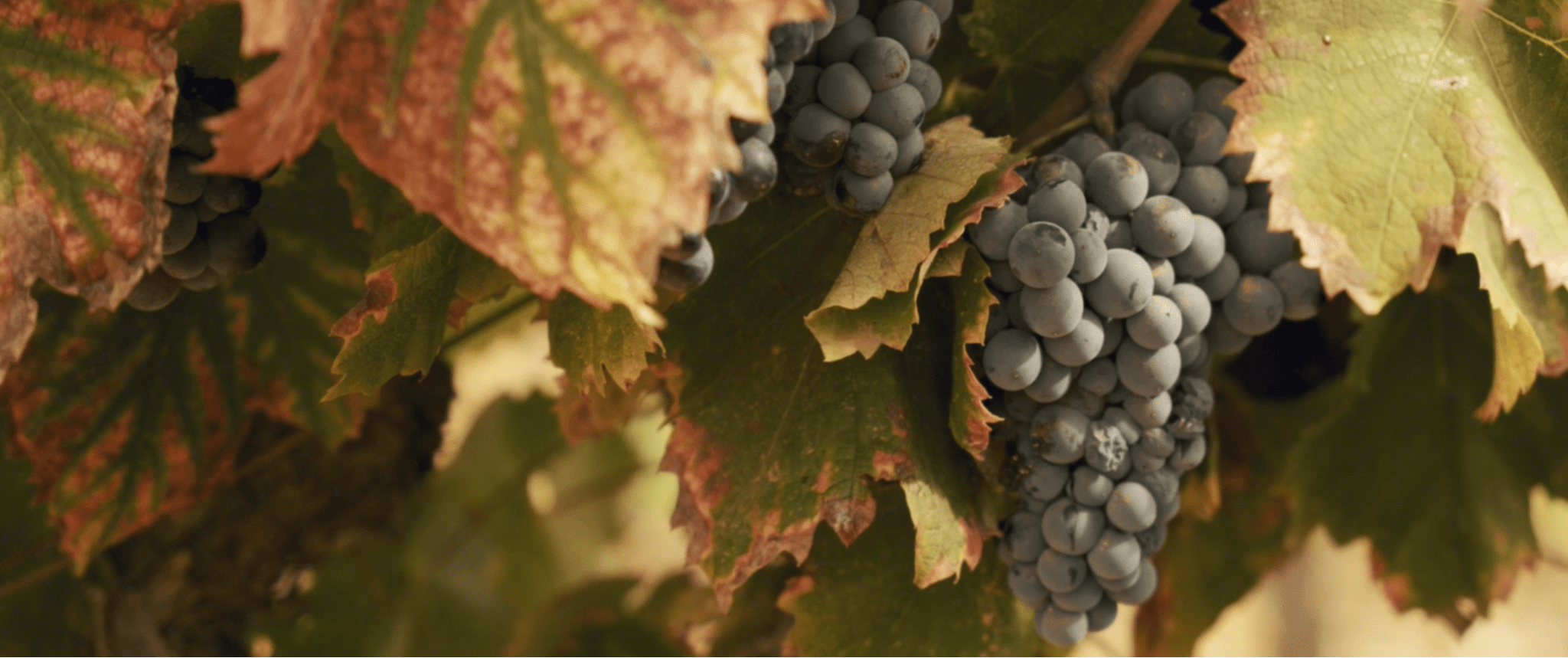 Gallician La Cave - Vin du Languedoc - Vente en ligne